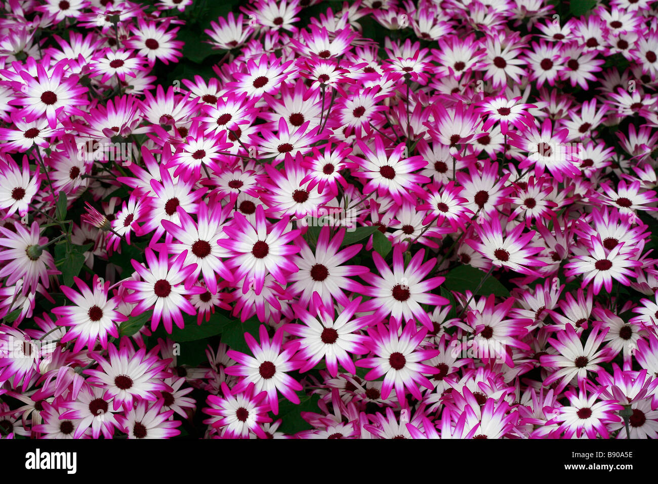 Pericallis hybrida Senetti Stock Photo - Alamy