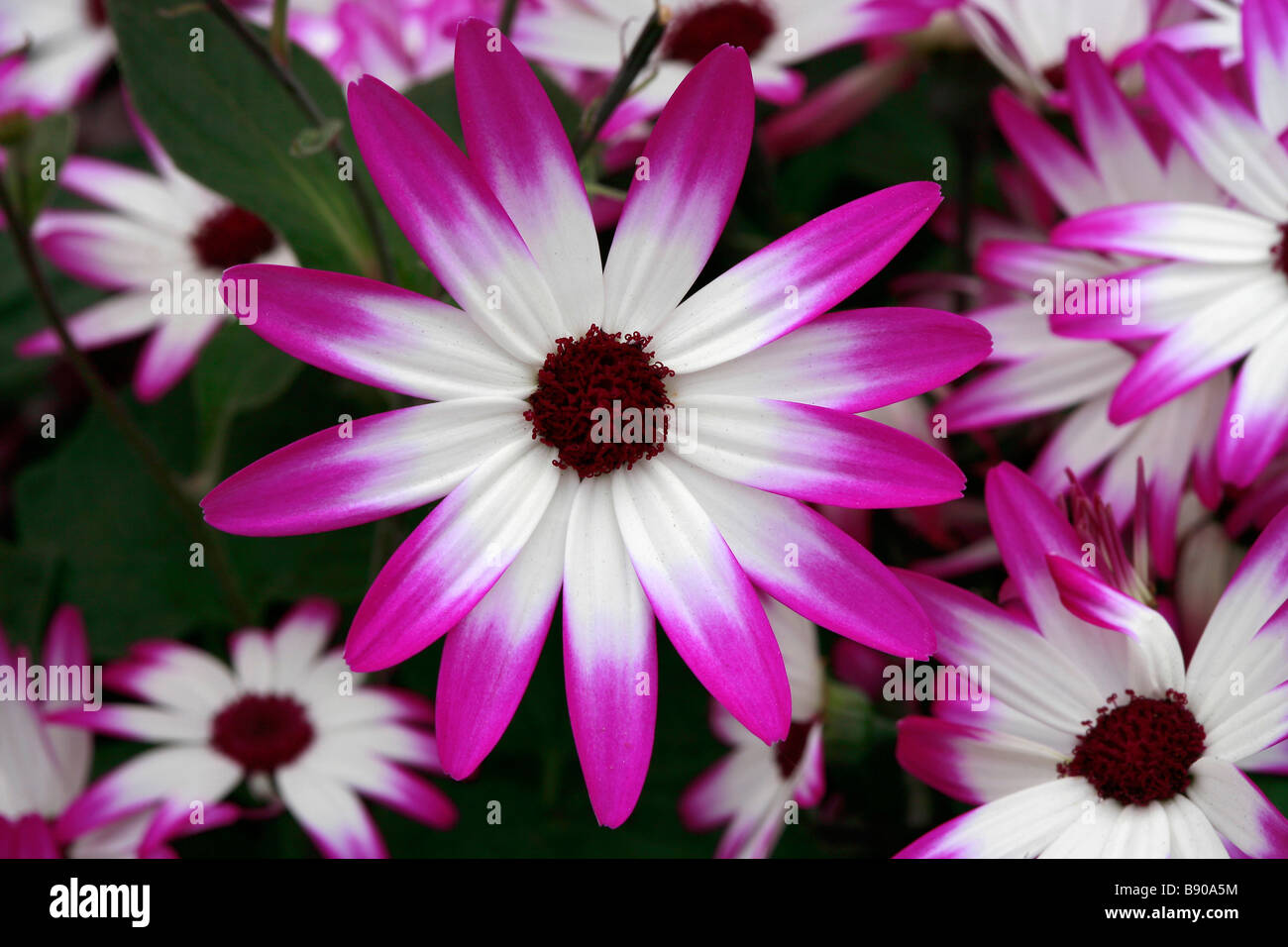 Pericallis hybrida Senetti Stock Photo - Alamy
