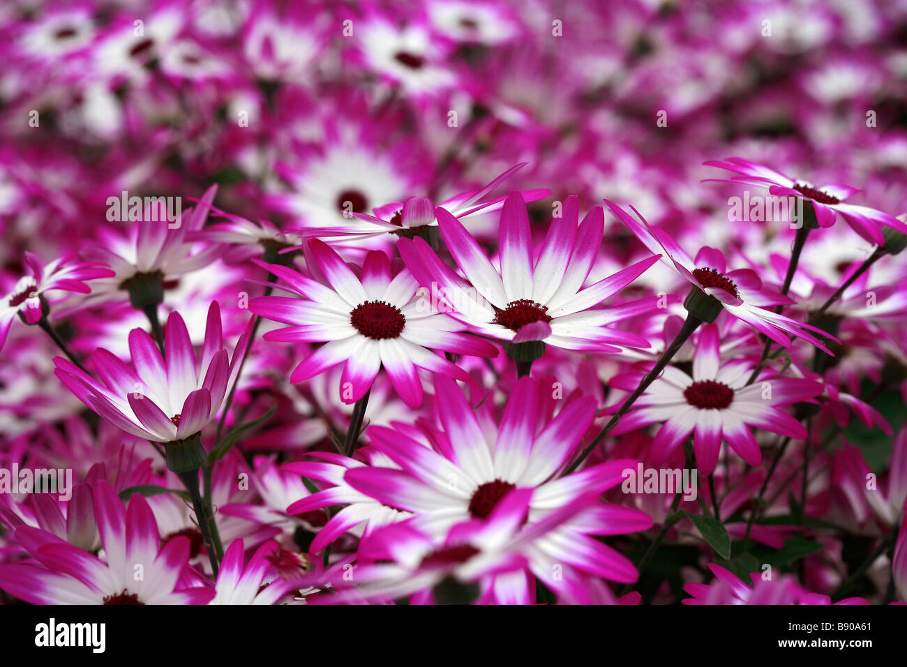 Pericallis hybrida Senetti Stock Photo - Alamy