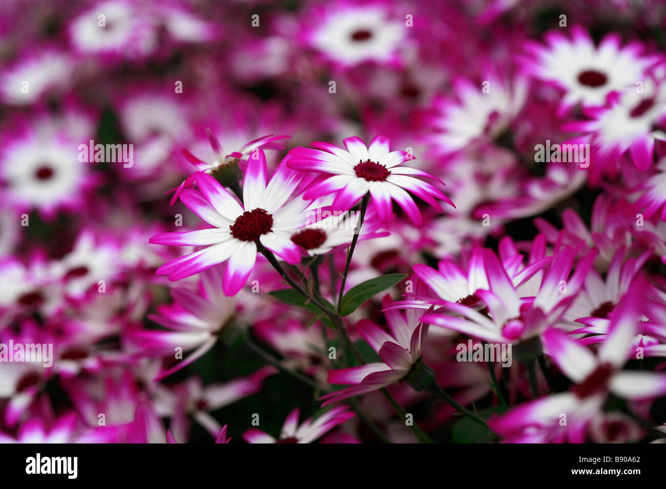 Senetti Stock Photos & Senetti Stock Images - Alamy
