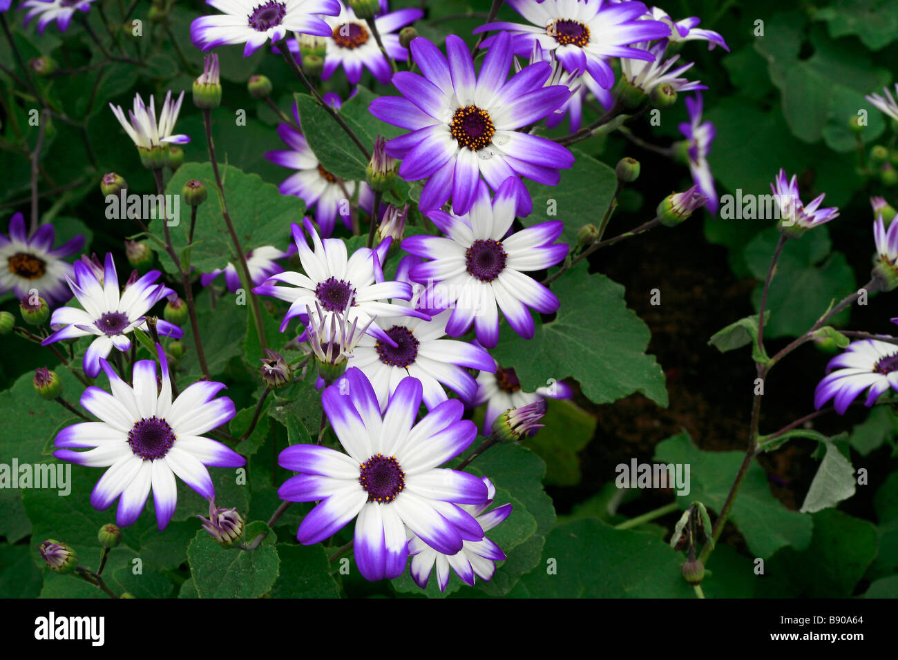 Pericallis hybrida Senetti Stock Photo - Alamy