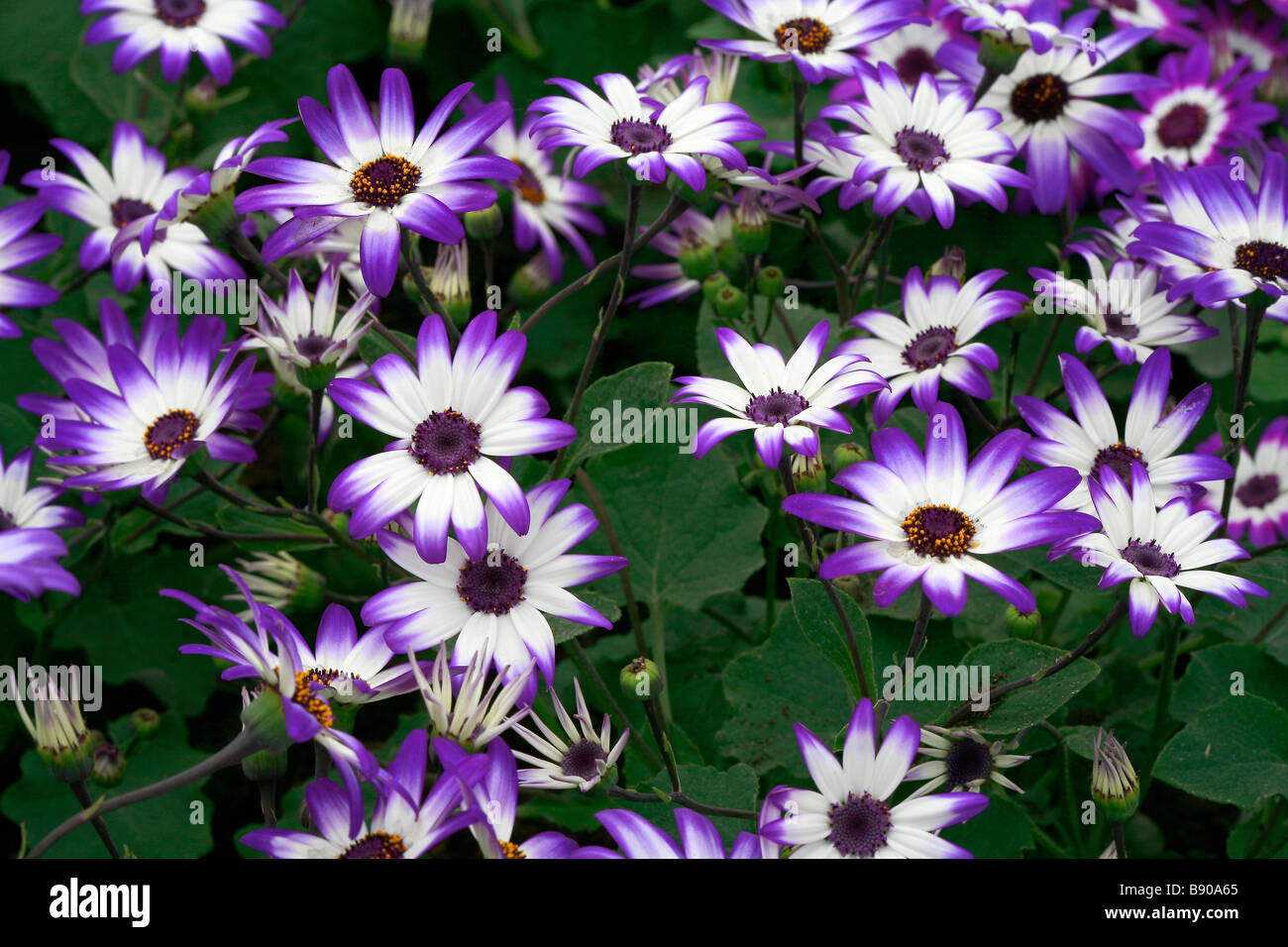 Senetti Stock Photos & Senetti Stock Images - Alamy