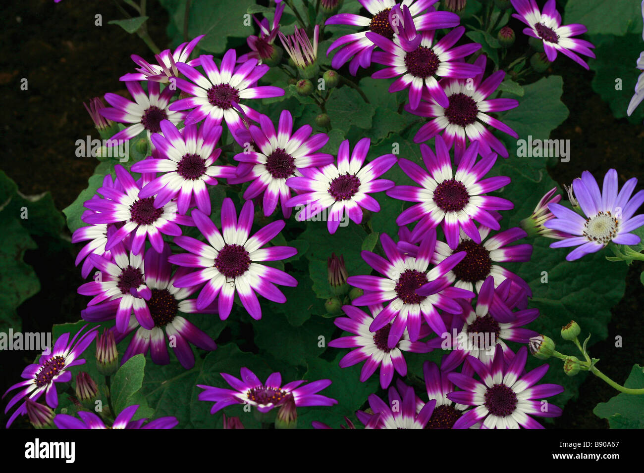 Pericallis hybrida Senetti Stock Photo - Alamy