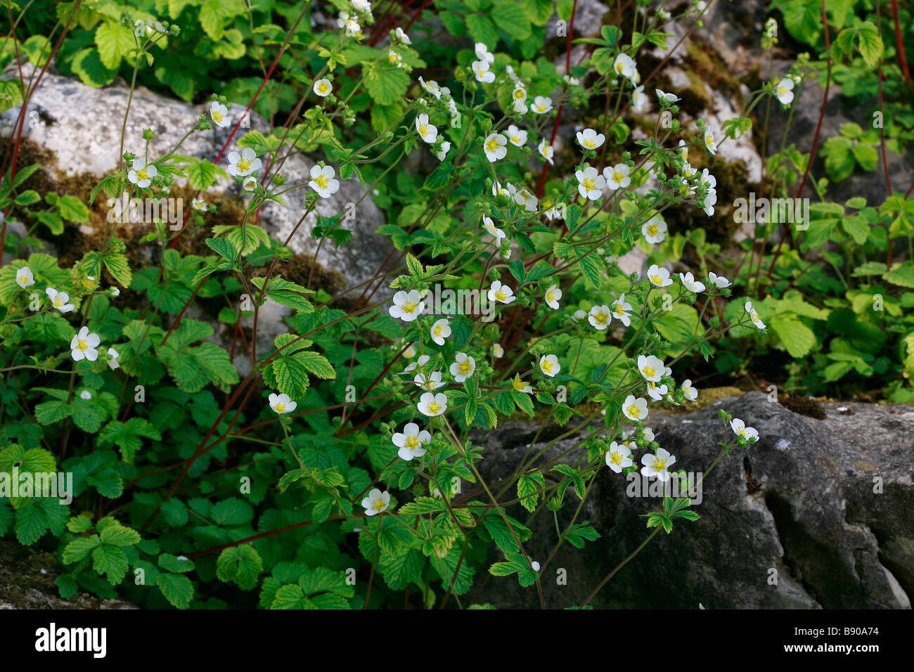 Potentilla rupestris hi-res stock photography and images - Alamy