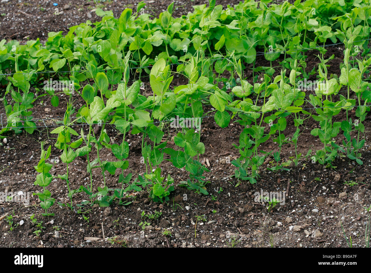 Pisum sativum hi-res stock photography and images - Alamy