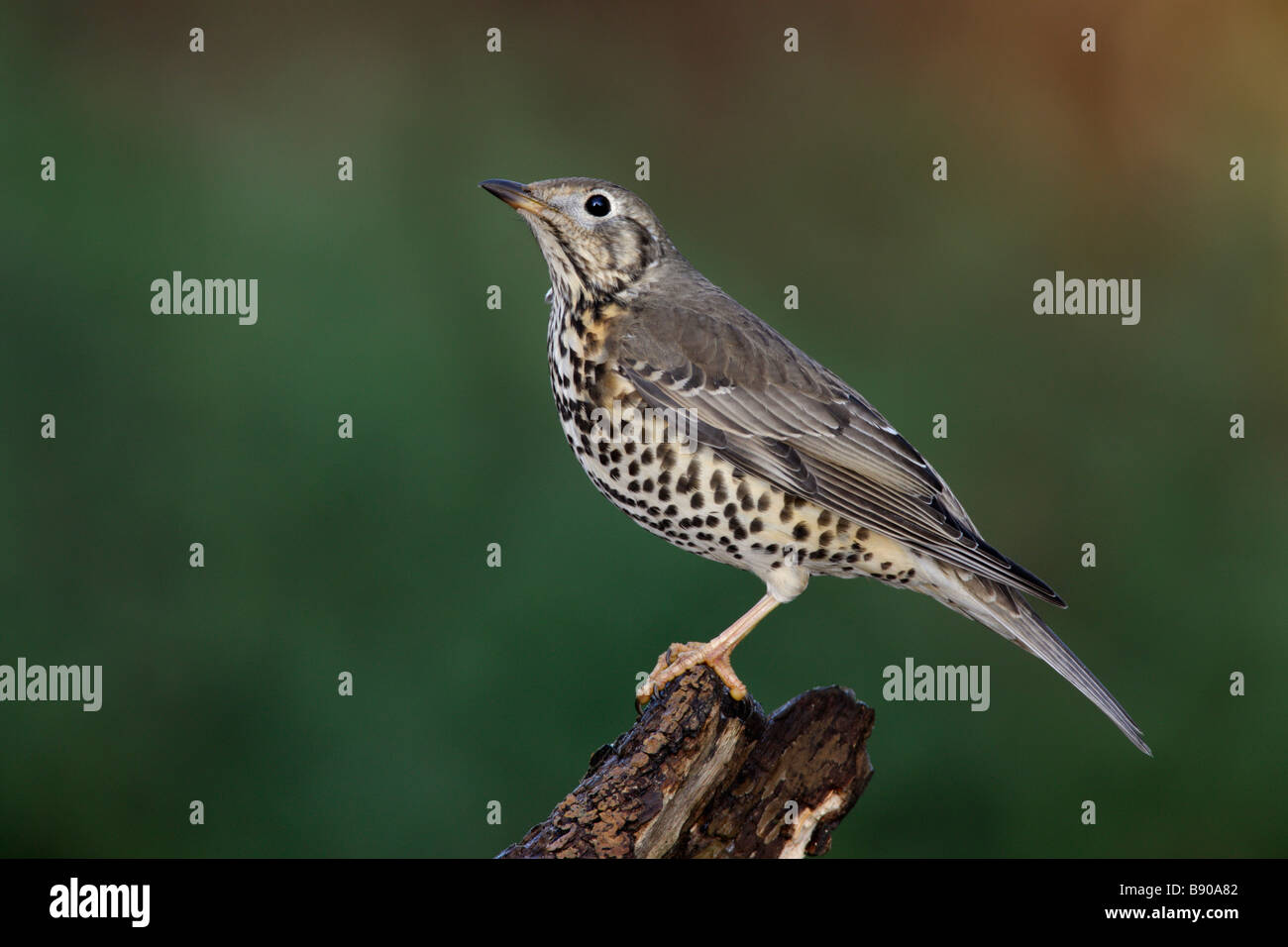 Thrush hi-res stock photography and images - Alamy