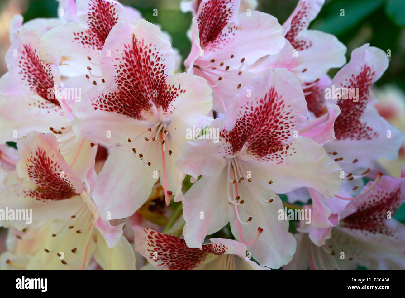 Rhododendron doc hi-res stock photography and images - Alamy