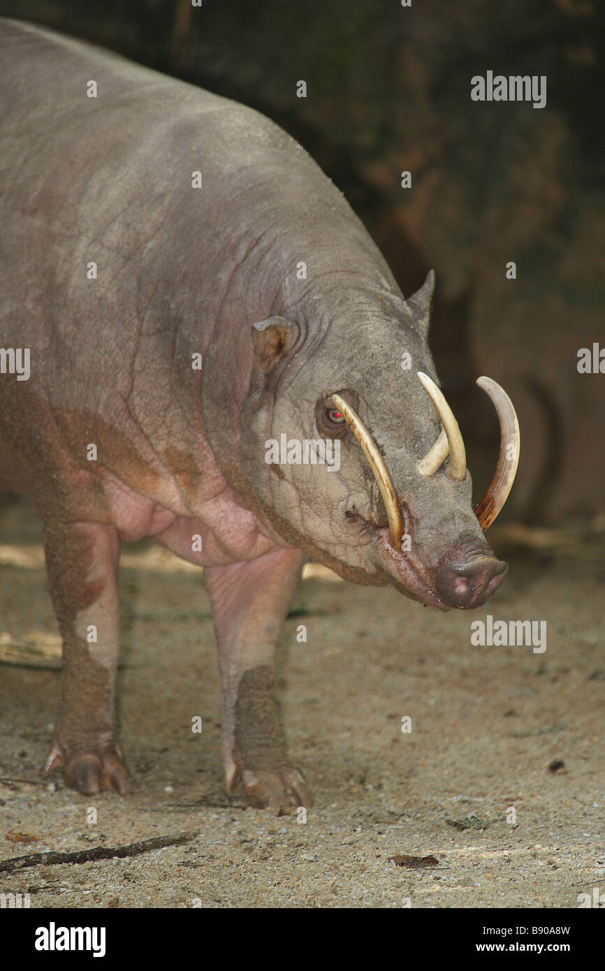 Buru Babirusa - standing / Babyrousa babyrussa Stock Photo - Alamy