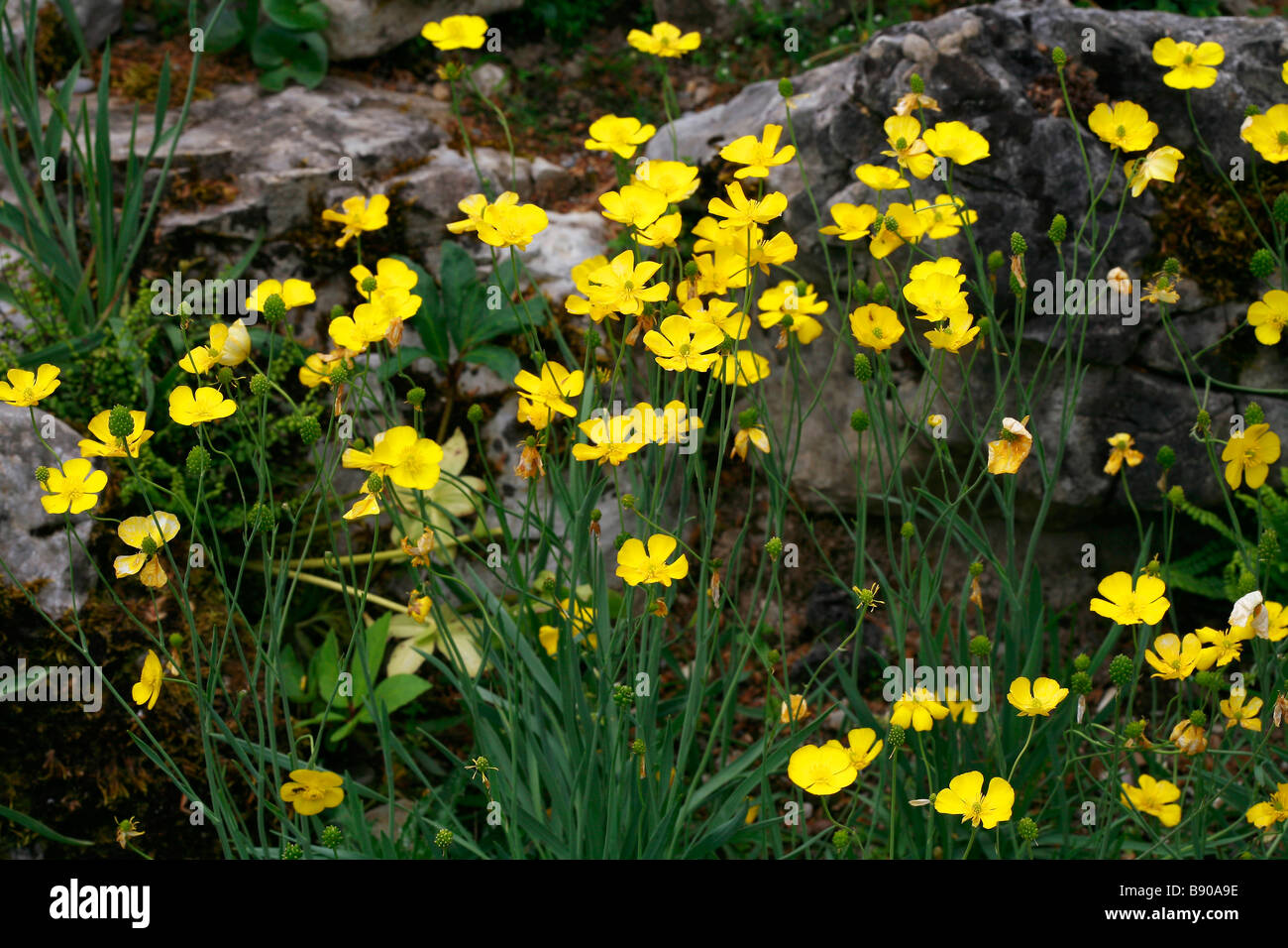 Ranunculus gramineus hi-res stock photography and images - Alamy