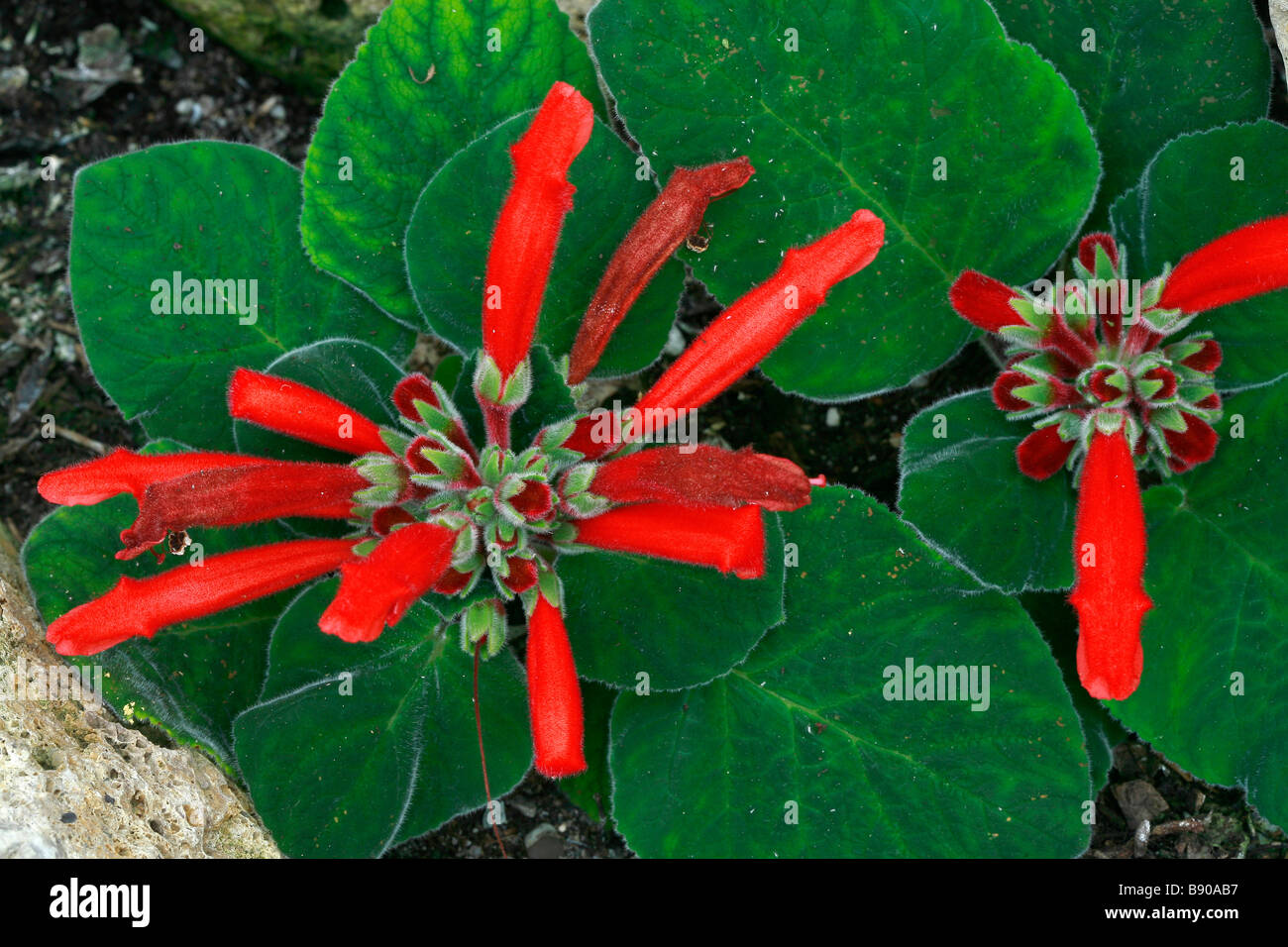 Sinningia hi-res stock photography and images - Alamy