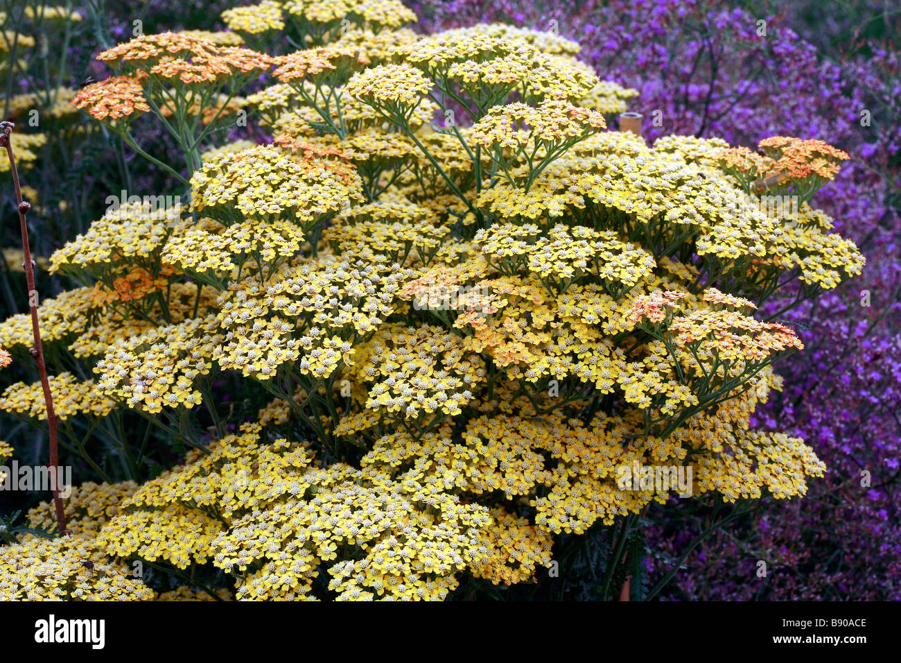 Inca gold hi-res stock photography and images - Alamy