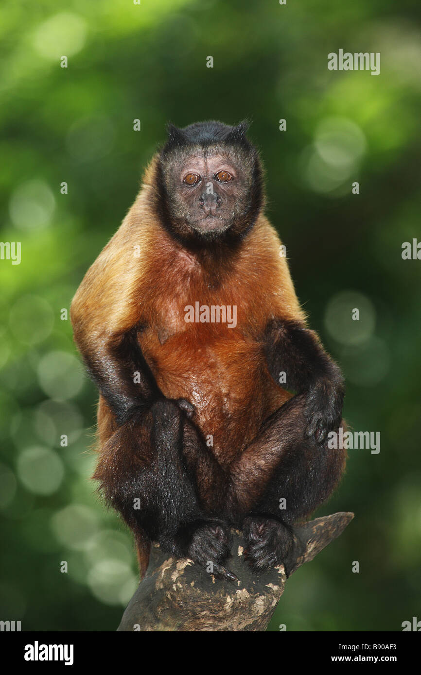 Tufted capuchin hi-res stock photography and images - Alamy