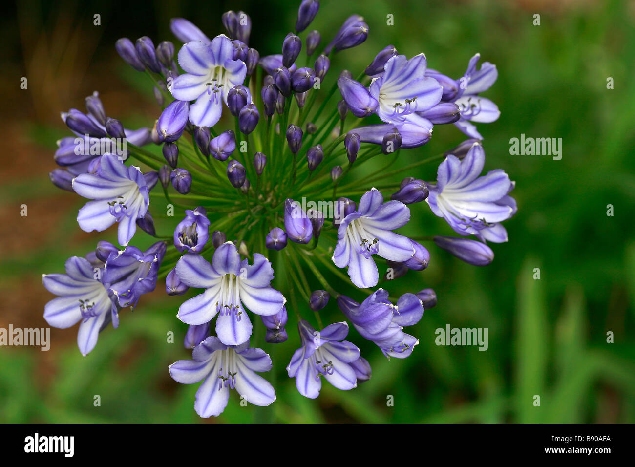 Midnight blue hi-res stock photography and images - Alamy