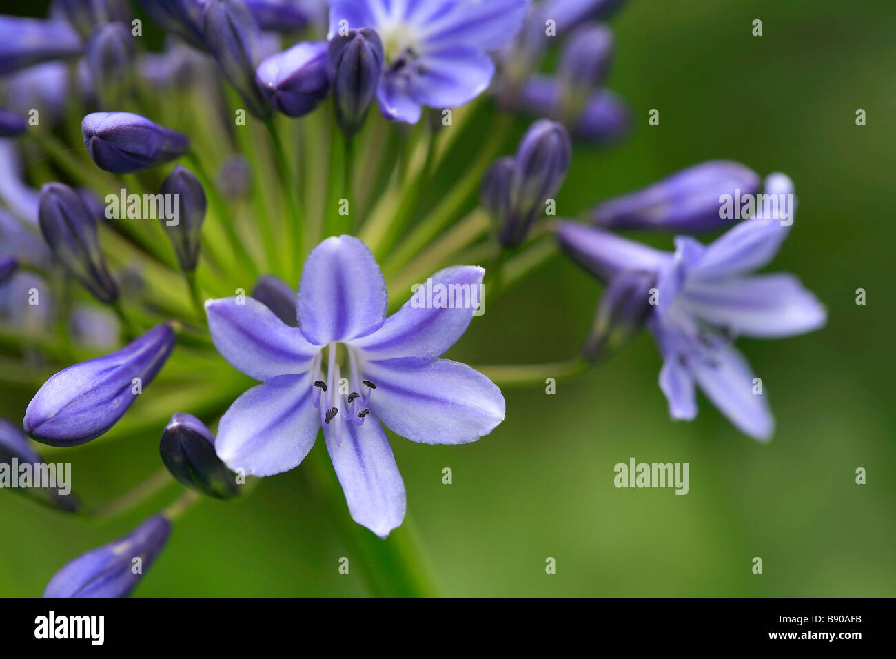 Midnight blue hi-res stock photography and images - Alamy