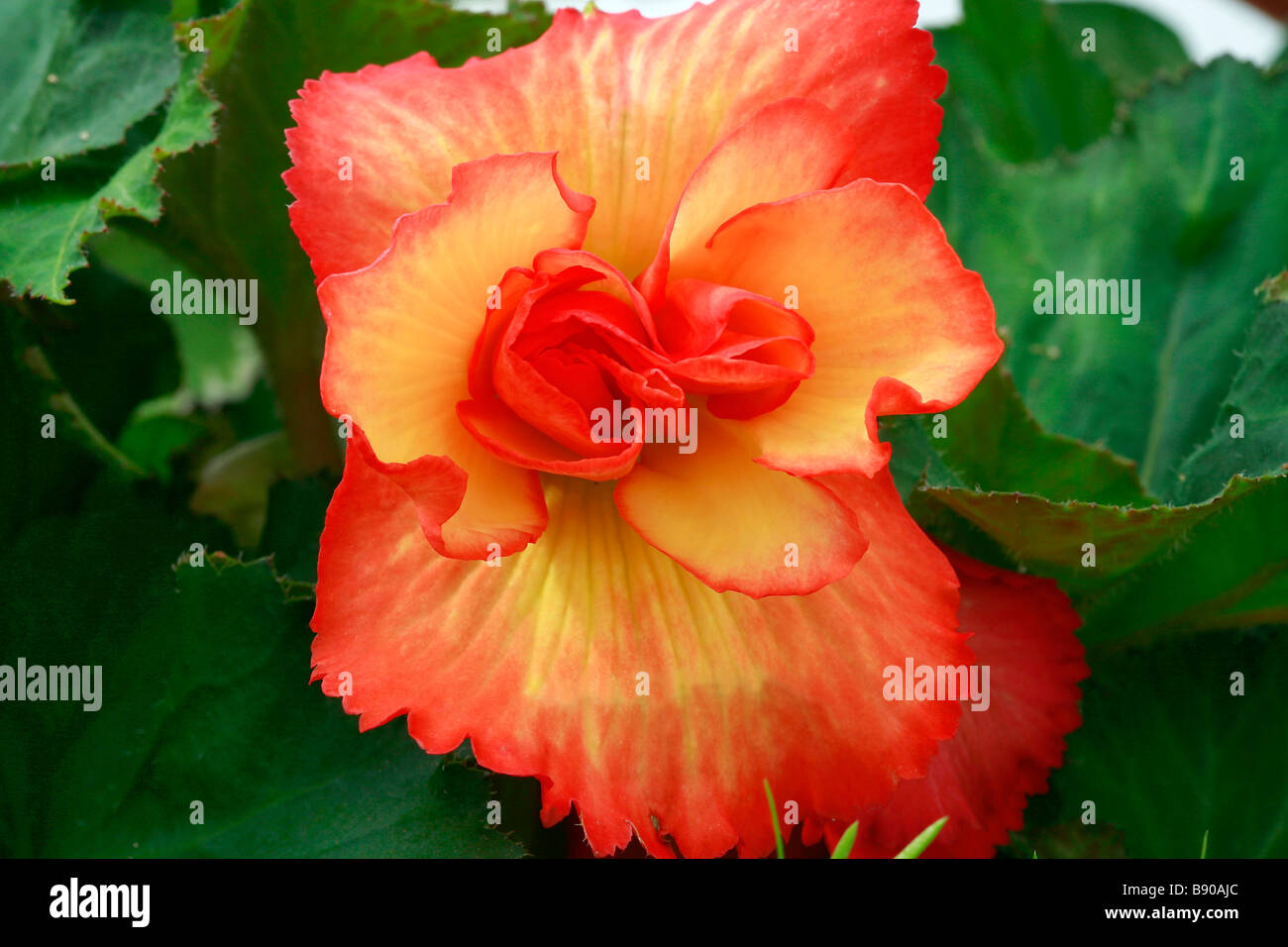 Begonia x tuberhybrida "Giant Picotee Stock Photo - Alamy