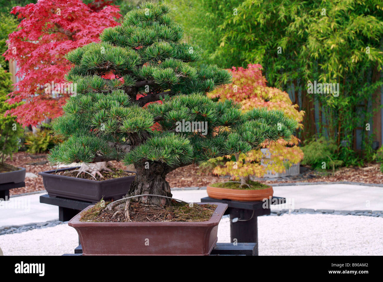 Pinus sp hi-res stock photography and images - Alamy