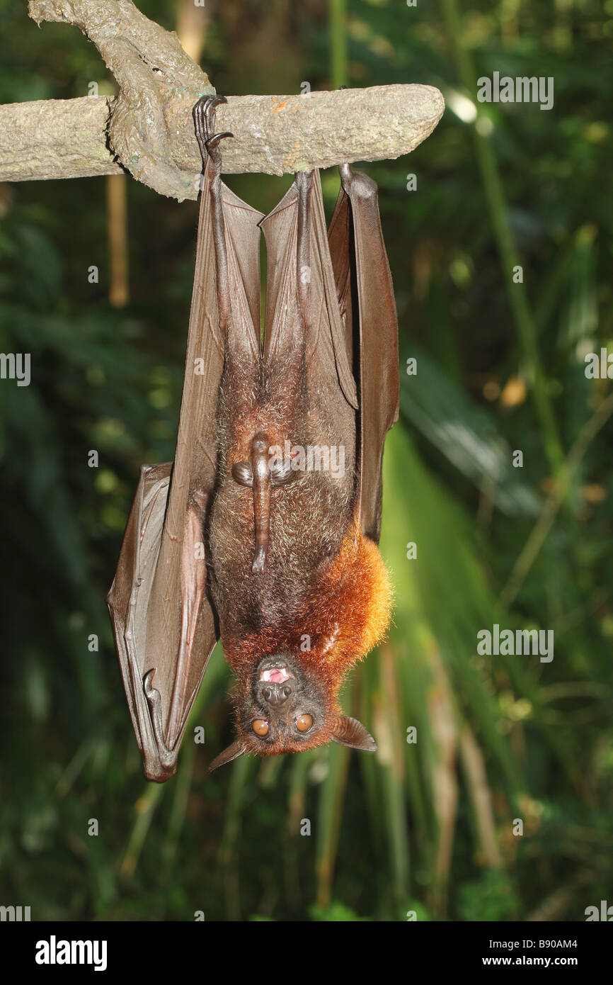 Kalangs hi-res stock photography and images - Alamy