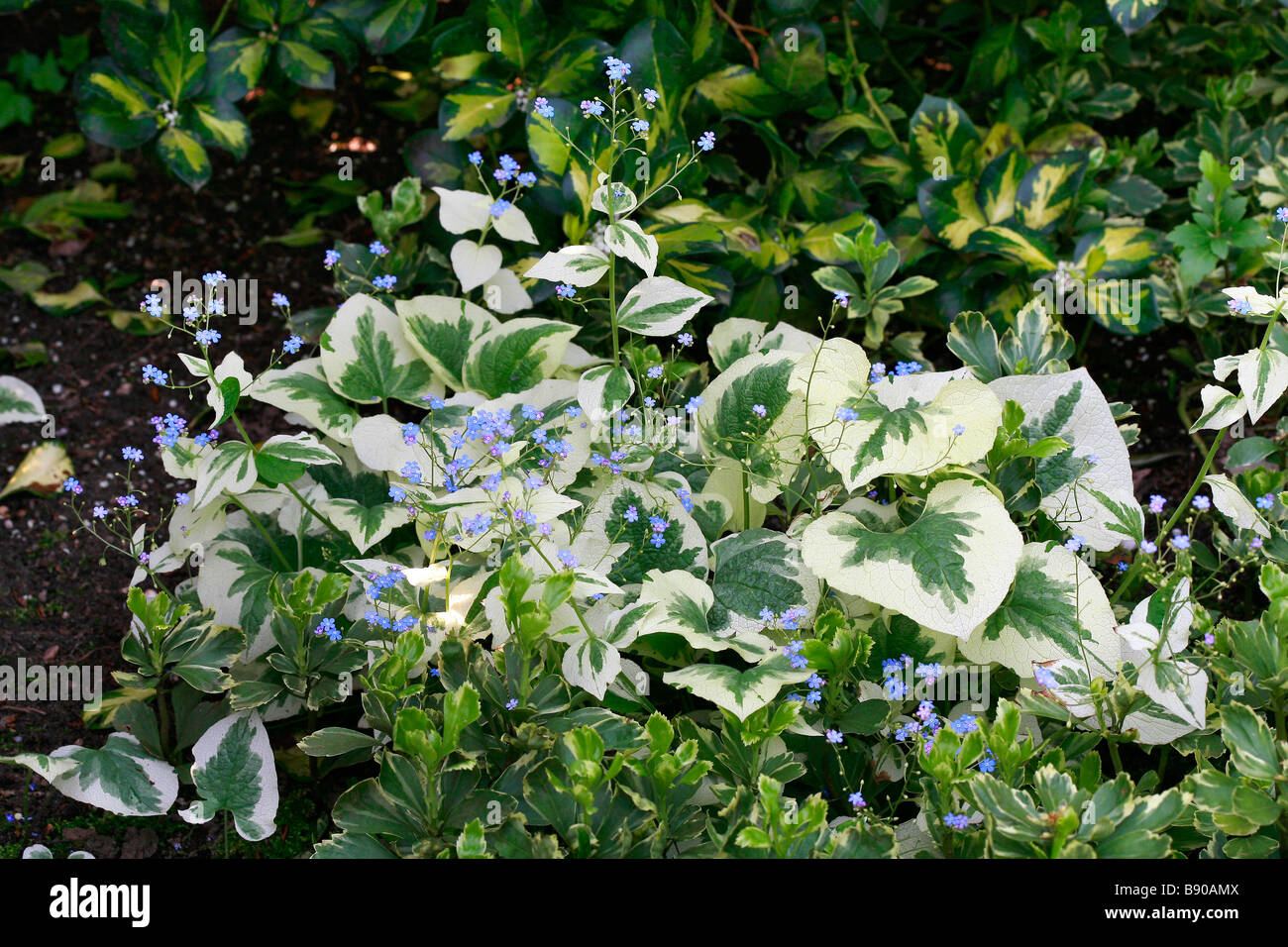 Brunnera macrophylla hi-res stock photography and images - Alamy