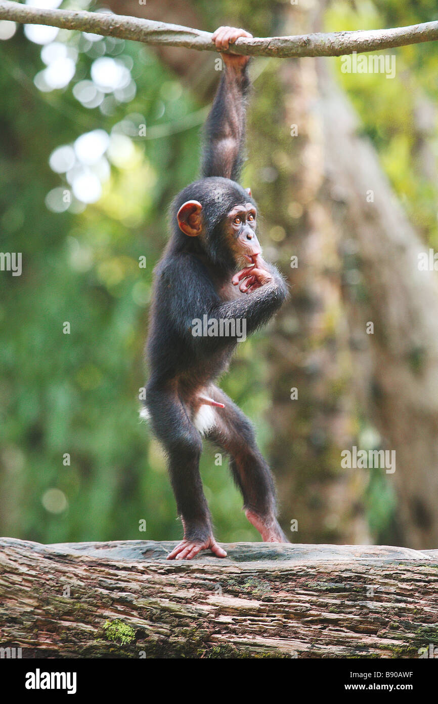 Chimpanzee standing hi-res stock photography and images - Alamy