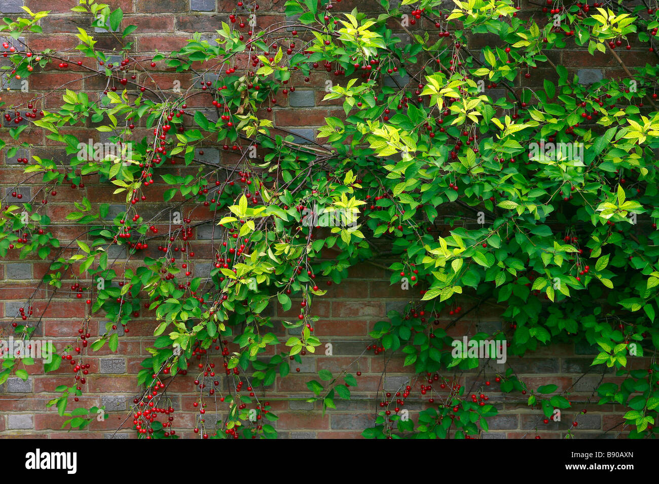 Morello tree hi-res stock photography and images - Alamy