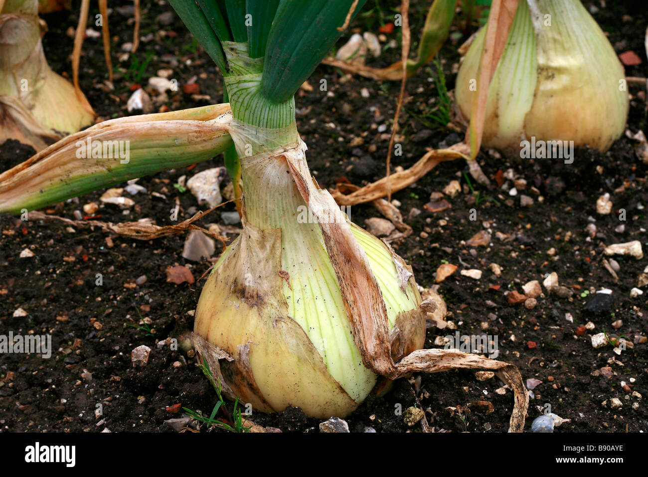 Onion beacon hi-res stock photography and images - Alamy