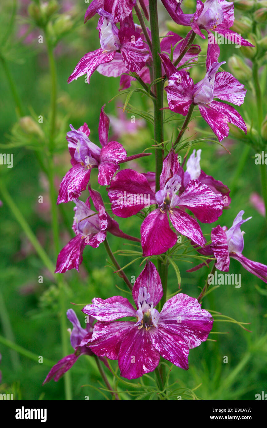 Consolida regalis "Splish Splash Stock Photo - Alamy
