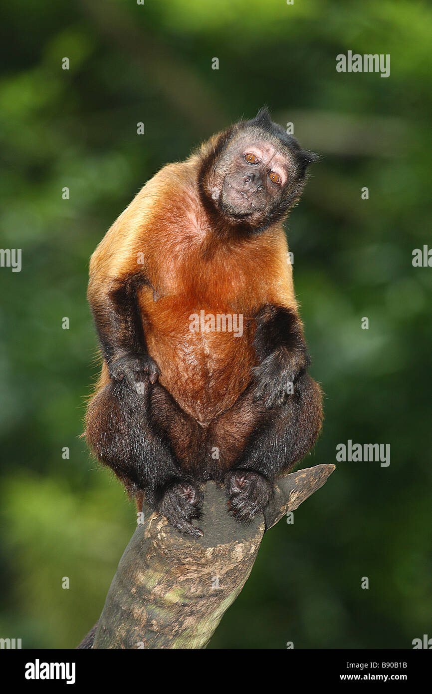 Tufted Capuchin - sitting on branch / Cebus apella Stock Photo - Alamy