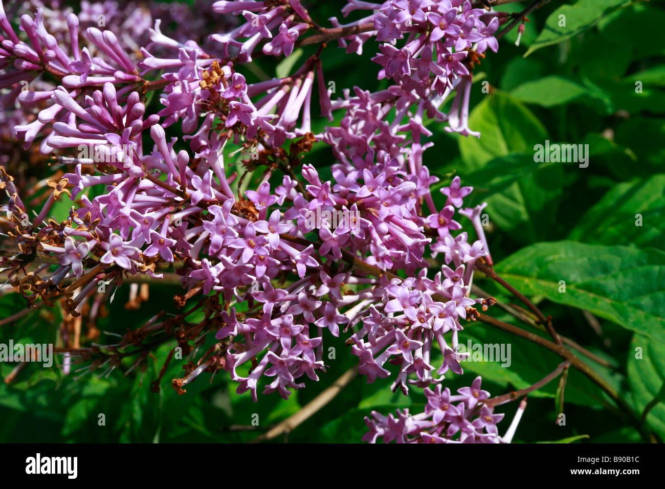 Wolfii hi-res stock photography and images - Alamy