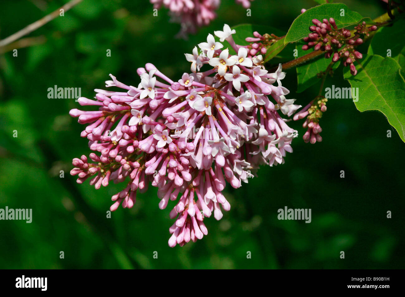 Wolfii hi-res stock photography and images - Alamy