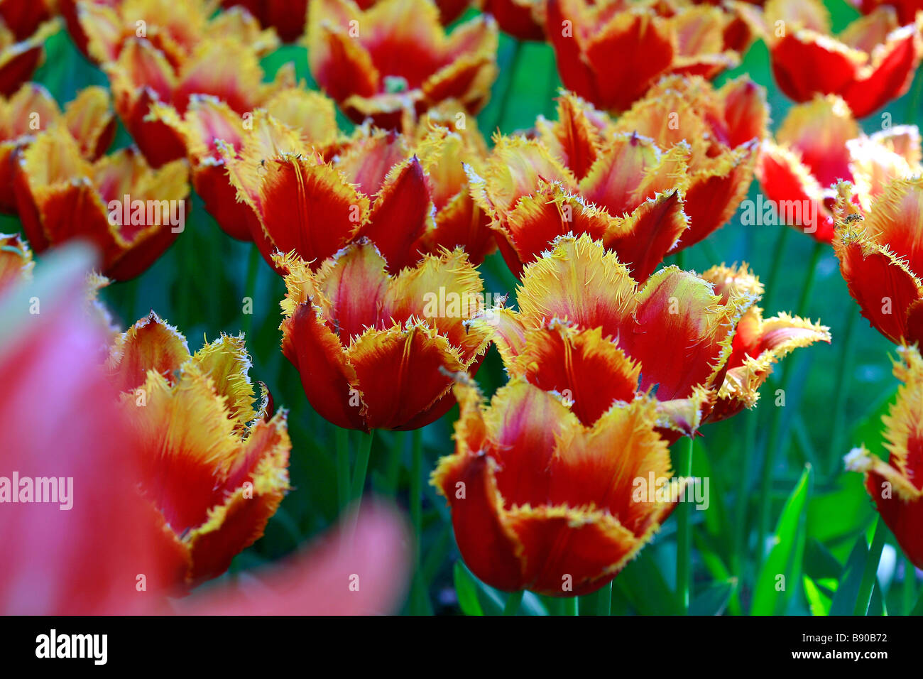 Tulipano frangiato hi-res stock photography and images - Alamy