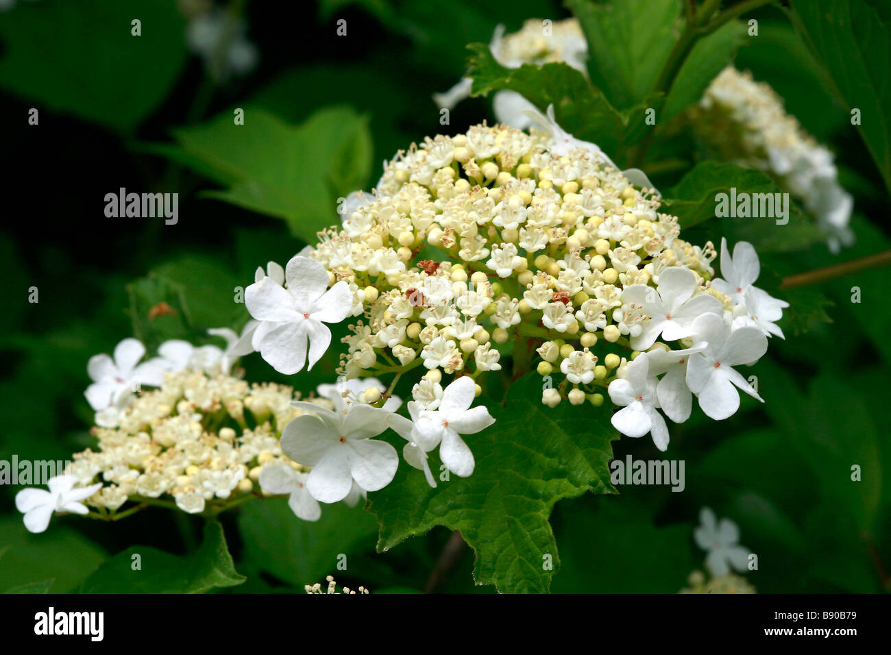 Viburnum trilobum hi-res stock photography and images - Alamy