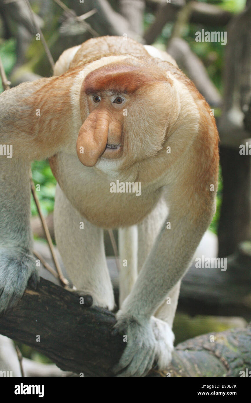 long-nosed monkey - standing / Nasalis larvatus Stock Photo - Alamy