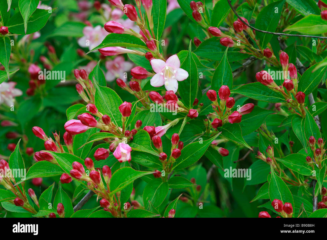 Weigela florida "Carnaval Stock Photo - Alamy