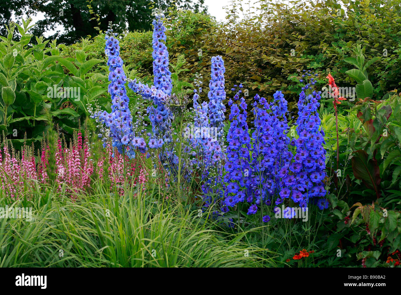 Delphinium elatum hi-res stock photography and images - Alamy