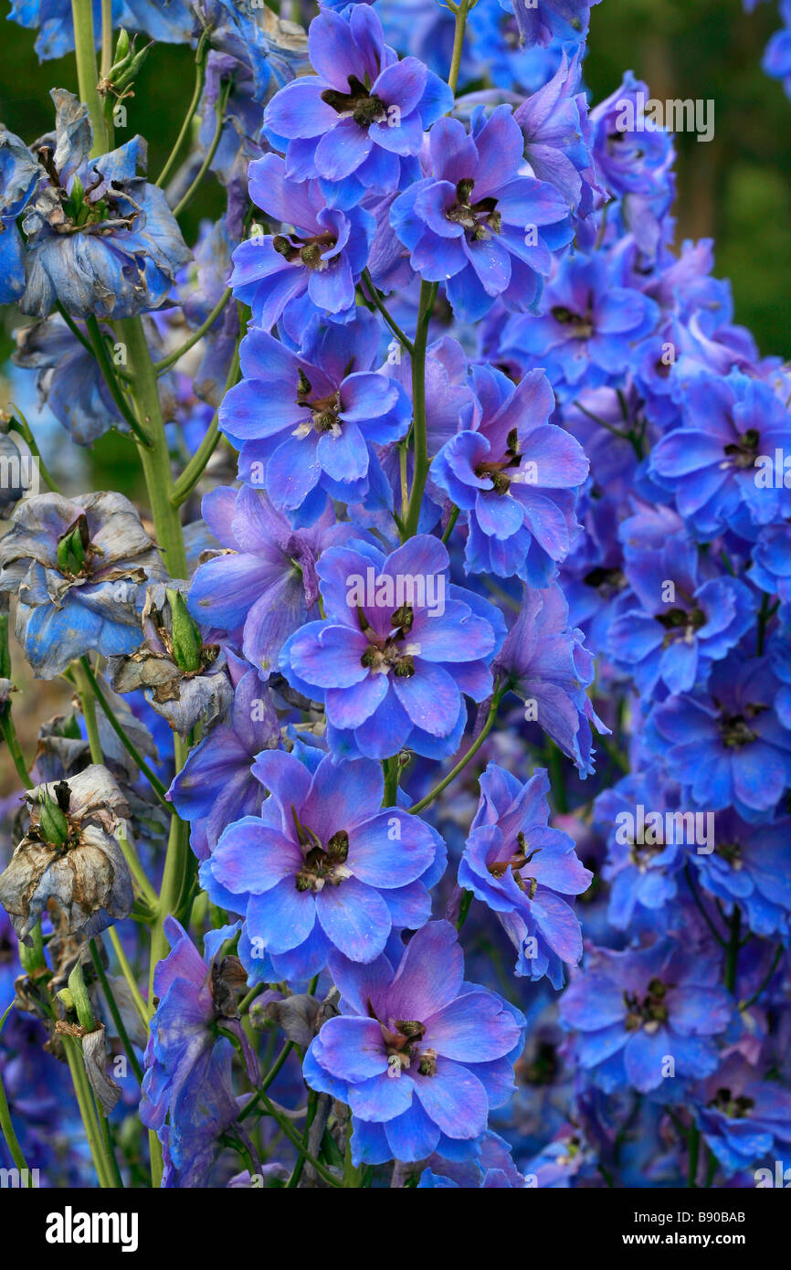 David mannion hi-res stock photography and images - Alamy