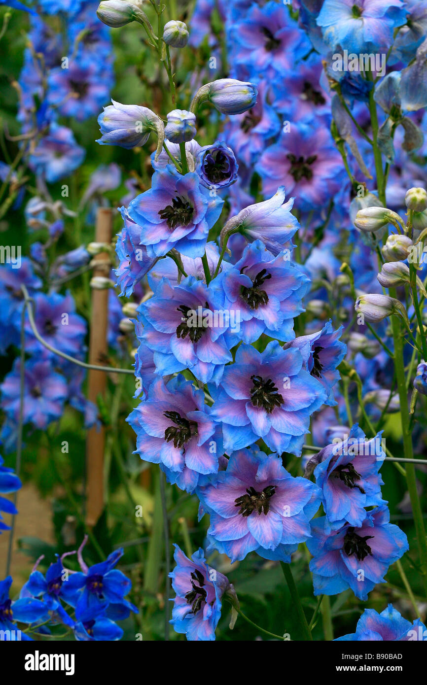 Delphinium ‘blue dawn’ hi-res stock photography and images - Alamy