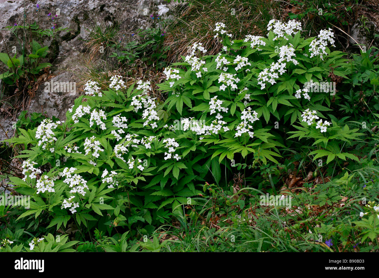 Dentaria hi-res stock photography and images - Alamy