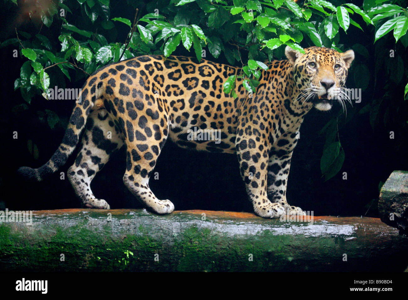 Jaguar standing on tree hi-res stock photography and images - Alamy
