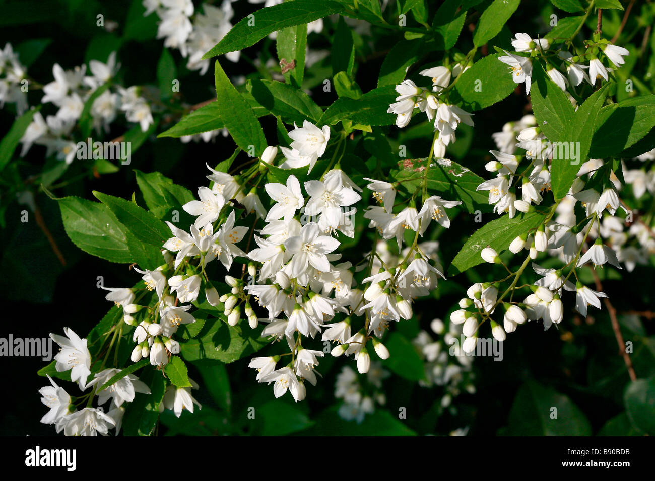 Deutzia gracilis hi-res stock photography and images - Alamy