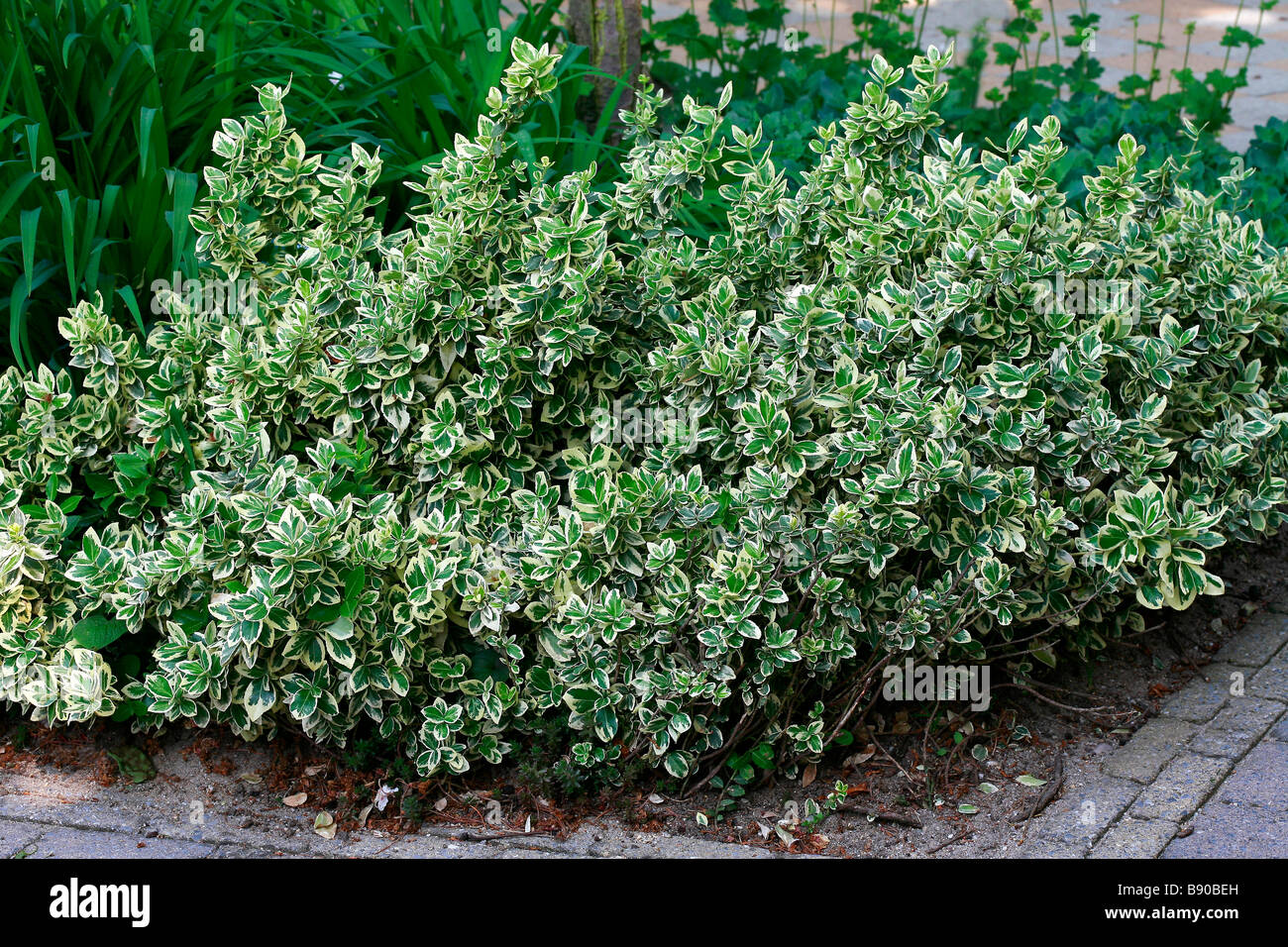 Euonymus fortunei Emerald Gaiety Stock Photo - Alamy