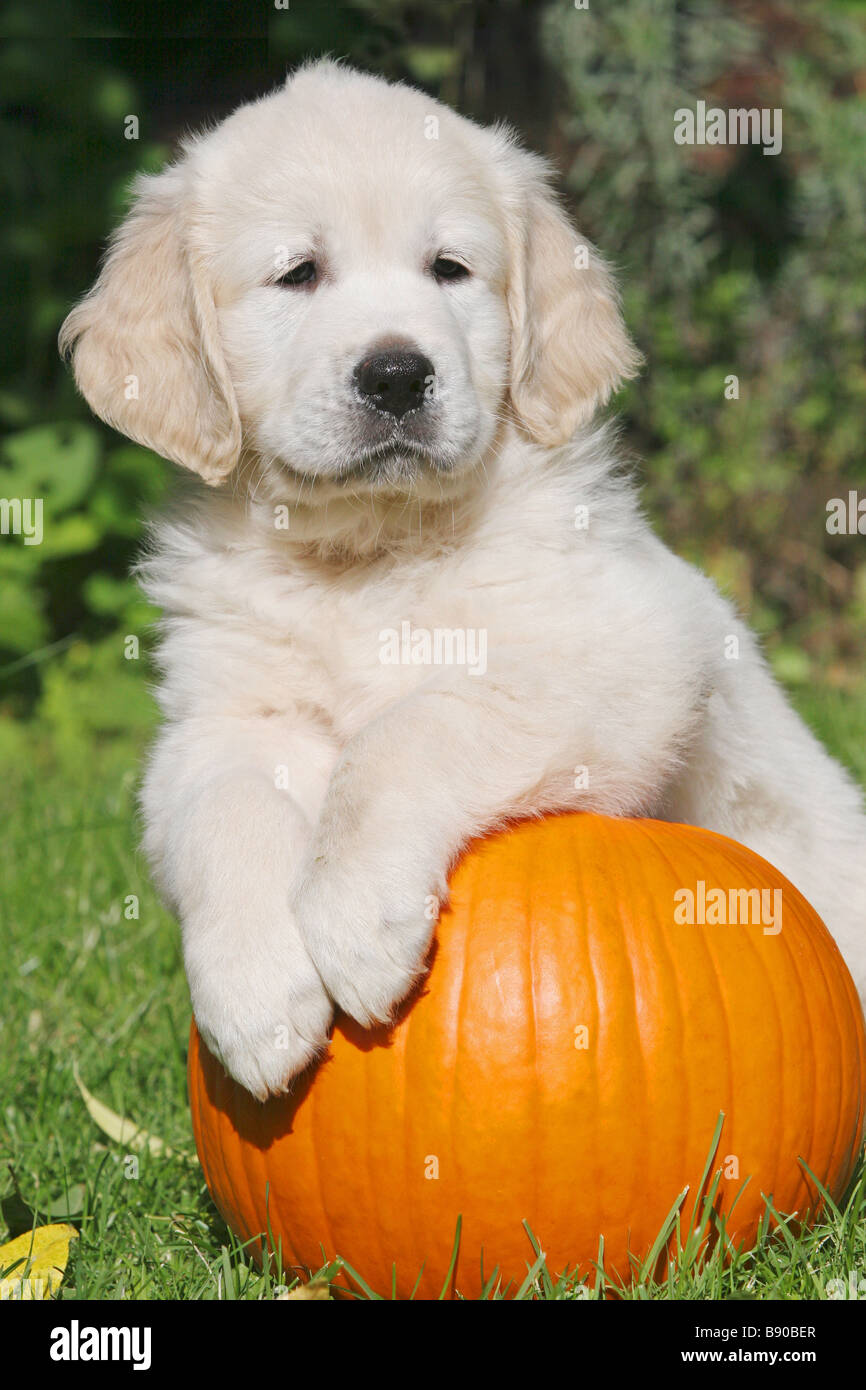 Golden Retriever dog - puppy on pumpkin Stock Photo - Alamy