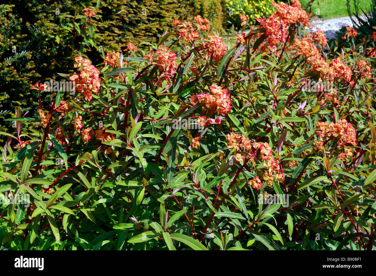 Euphorbia griffithii Fireglow Stock Photo - Alamy