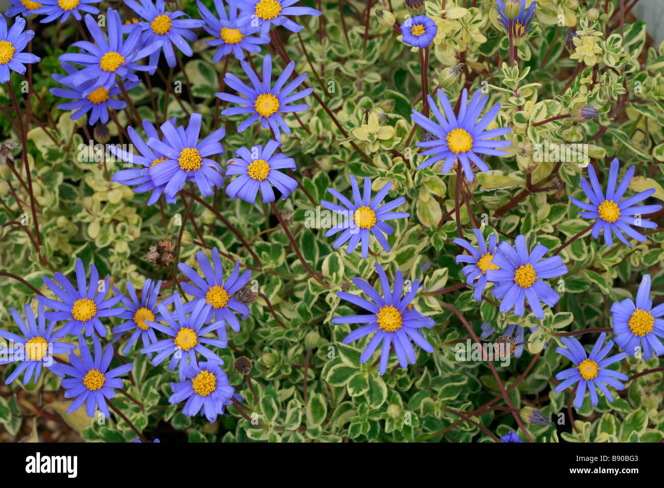 Felicia amoena Variegata Stock Photo - Alamy