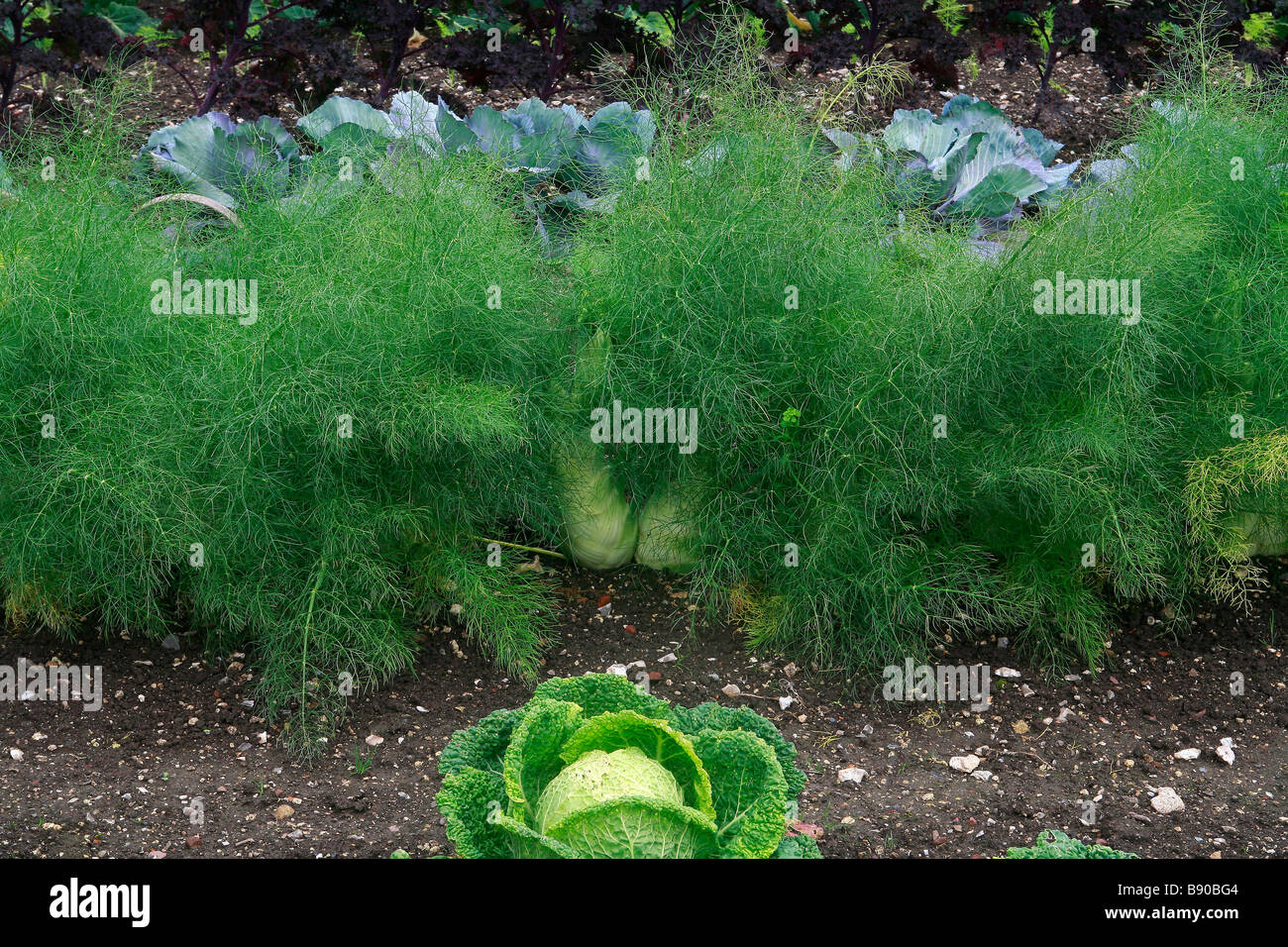 Dean west hi-res stock photography and images - Alamy