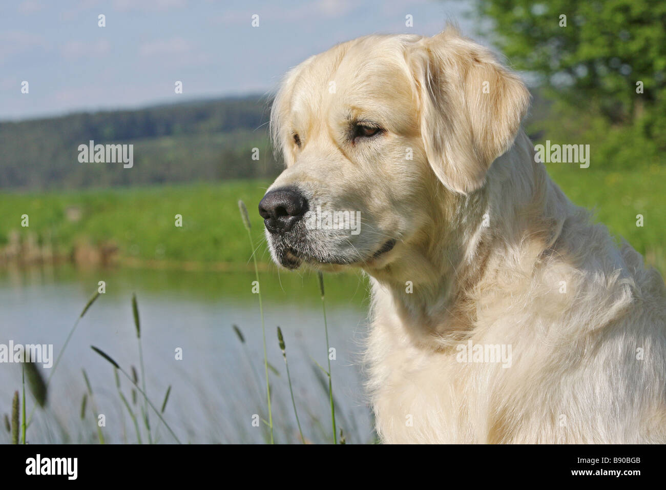 Golden Retriever dog - portrait Stock Photo - Alamy