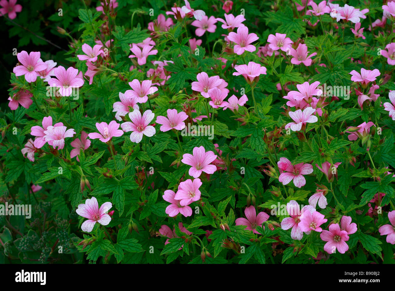Geranium x oxonianum Wargrave Pink Stock Photo - Alamy
