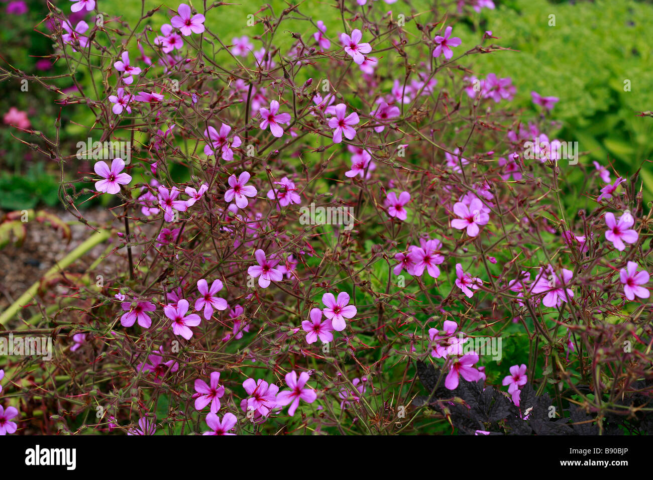 Geranium palmatum, cranesbill Stock Photo - Alamy