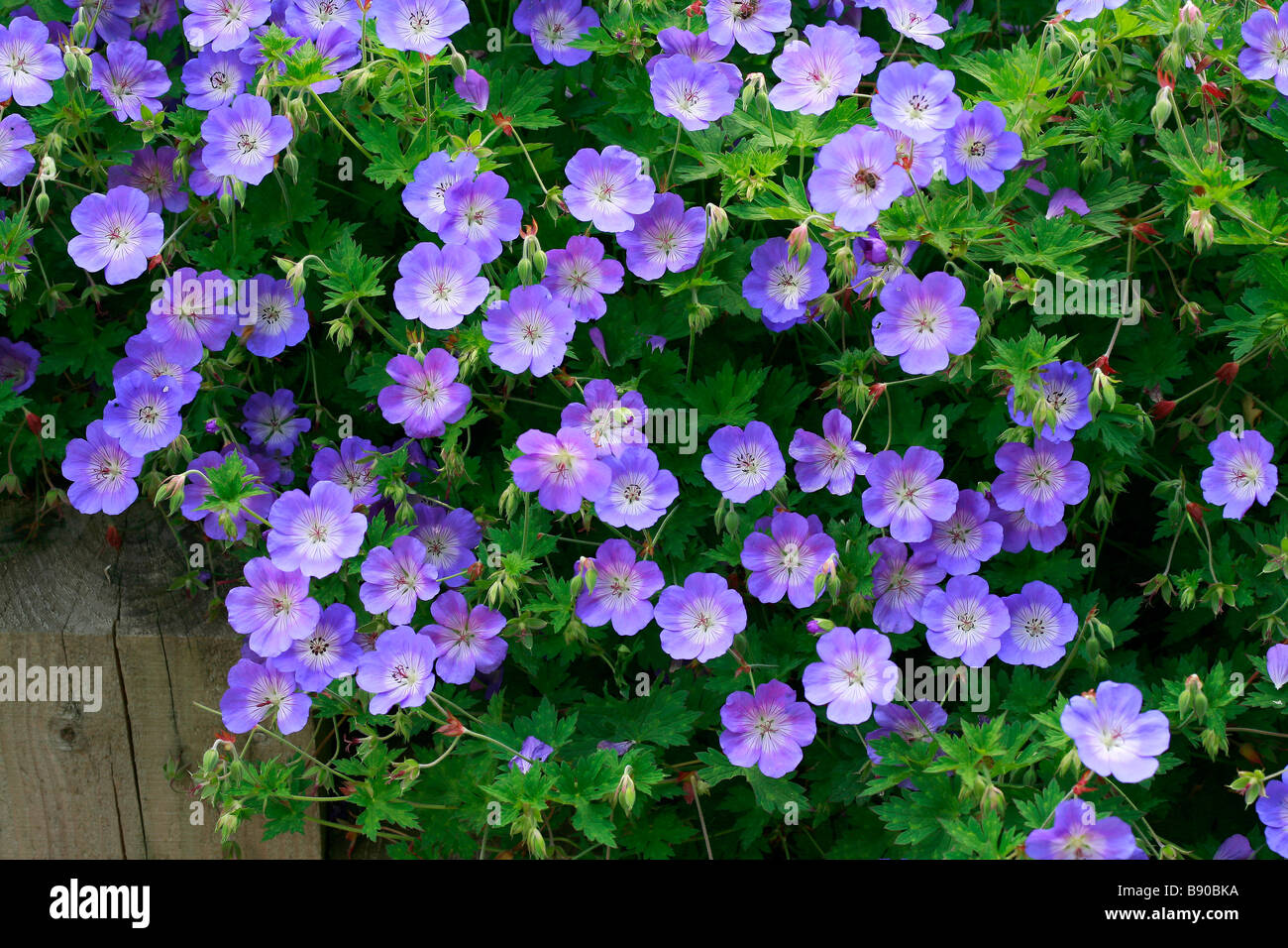 Geranium Gerwat Rozanne Stock Photo - Alamy