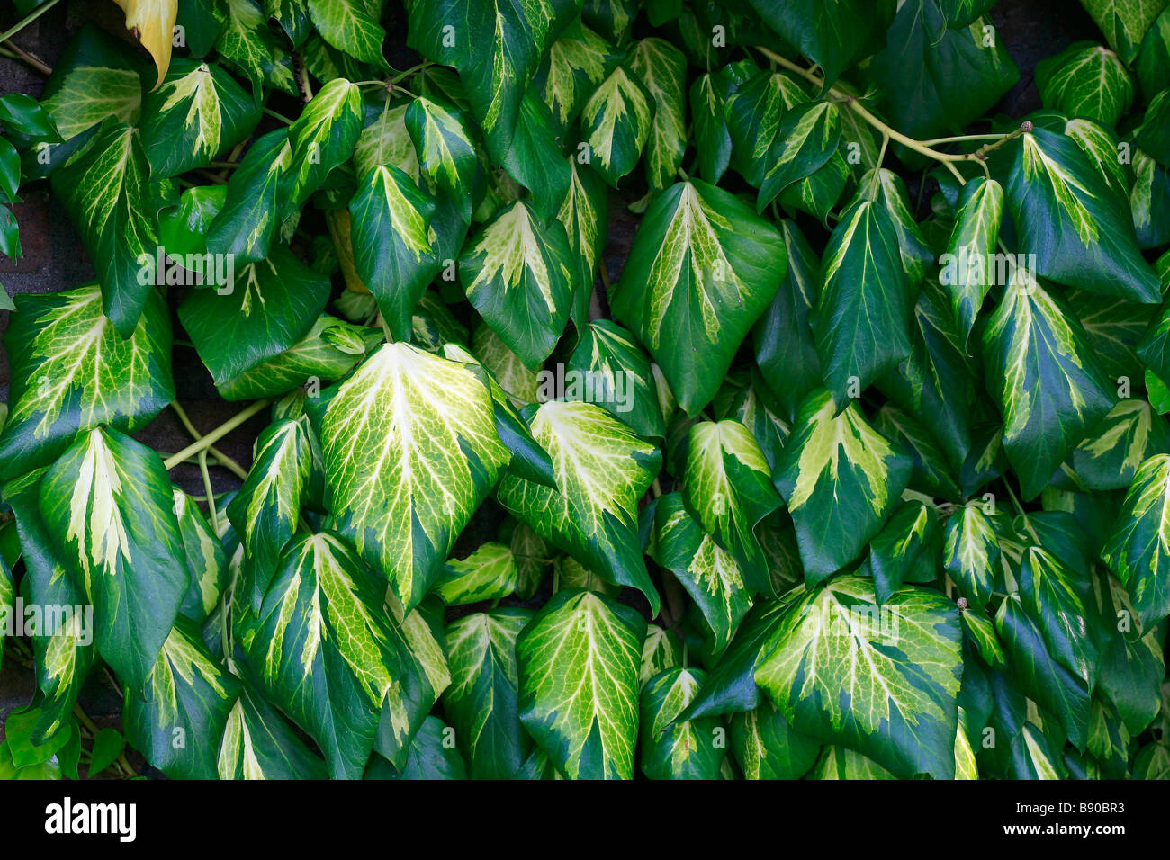 Hedera colchica Sulphur Heart Stock Photo - Alamy
