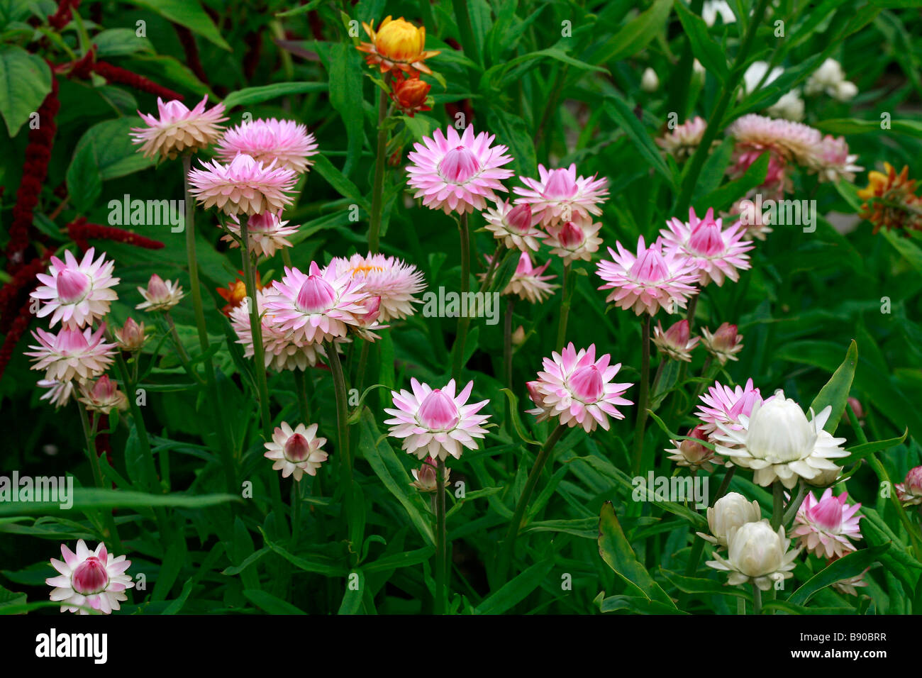 Helichrysum bracteatum Bracteantha bracteata Stock Photo - Alamy